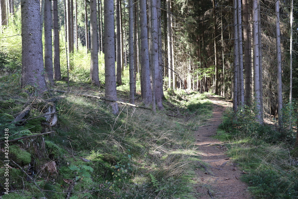 Stock-Foto „Wald Waldweg Fichten Fichtenwald Nutzwald Sommer wandern ...