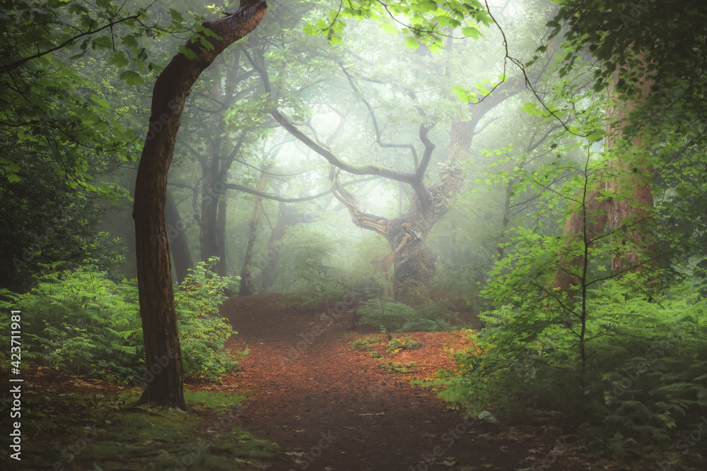 A moody, ethereal lush woodland forest and twisted oak tree in ...