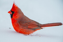 Northern Cardinal On Ground Free Stock Photo - Public Domain Pictures