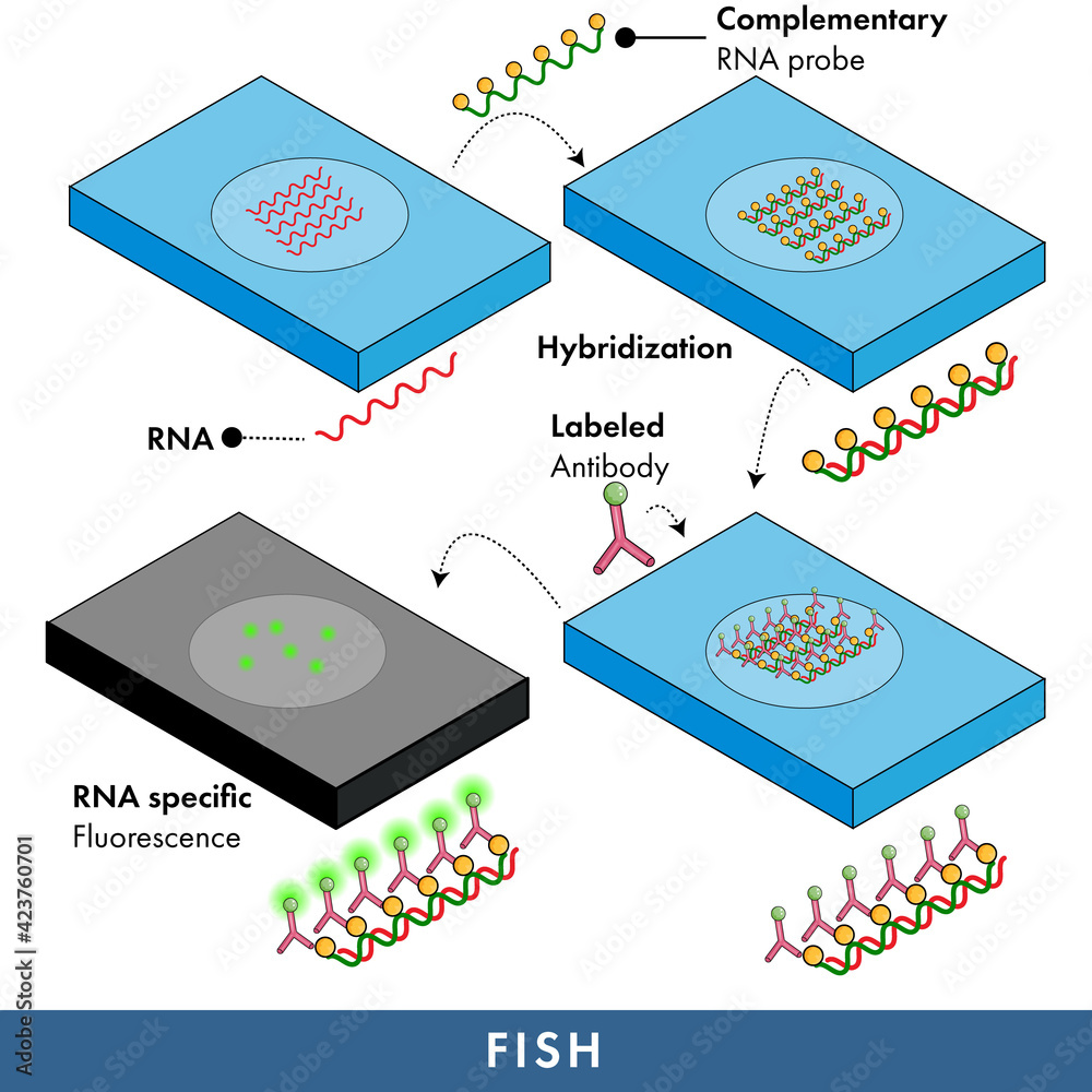 Fluorescence in situ hybridization: Also known as FISH for RNA ...