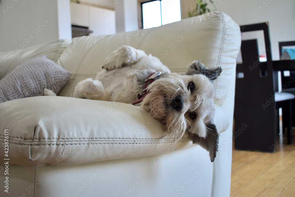 Perro blanco descansando sobre sofá de casa mientras mira a la cámara ...