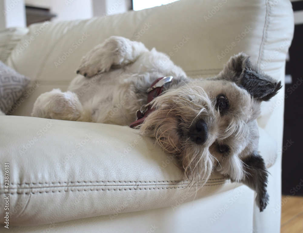 Perro blanco descansando sobre sofá de casa mientras mira a la cámara ...