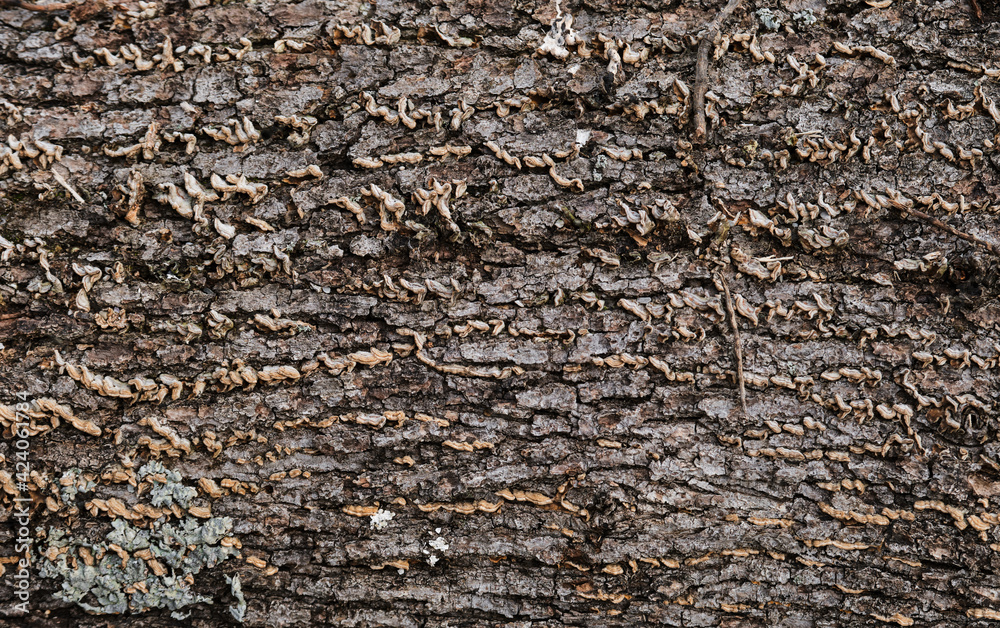Log close up, sawn tree side view of sharp parts of felled log. Wood ...