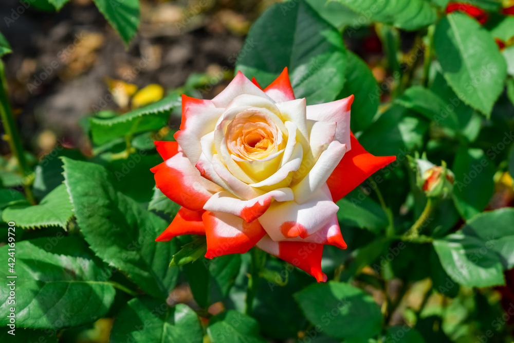 Hybrid Tea rose Imperatrice Farah bred by Delbard Roses. Beautiful ...