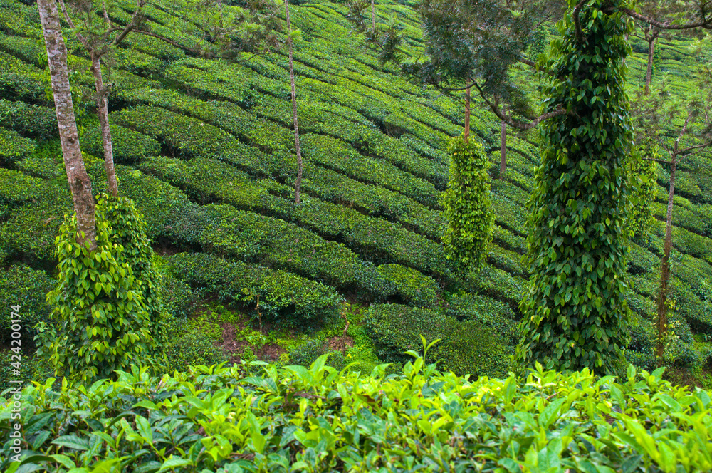 Munnar Tamil Nadu India Tea plantation Stock Photo | Adobe Stock