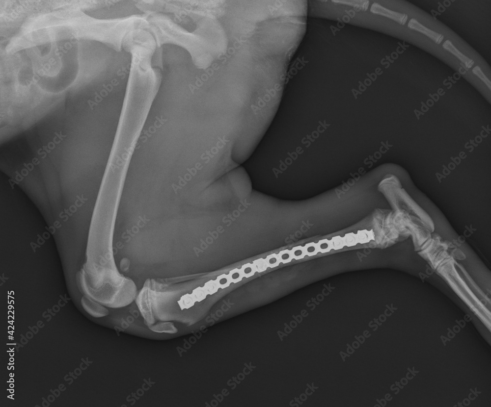 X ray of a dog tibial fracture repair using plate and screws. Dog ...