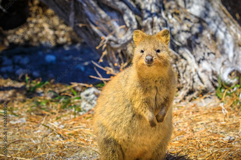 Photo Stock A cute Quokka standing. The Quokka is an endemic marsupial ...