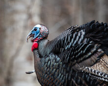 Young Tom Turkey In Spring Free Stock Photo - Public Domain Pictures