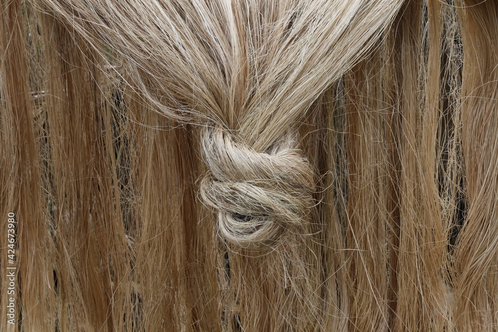 Abacá, Abaka, Philippinen Stock Photo | Adobe Stock