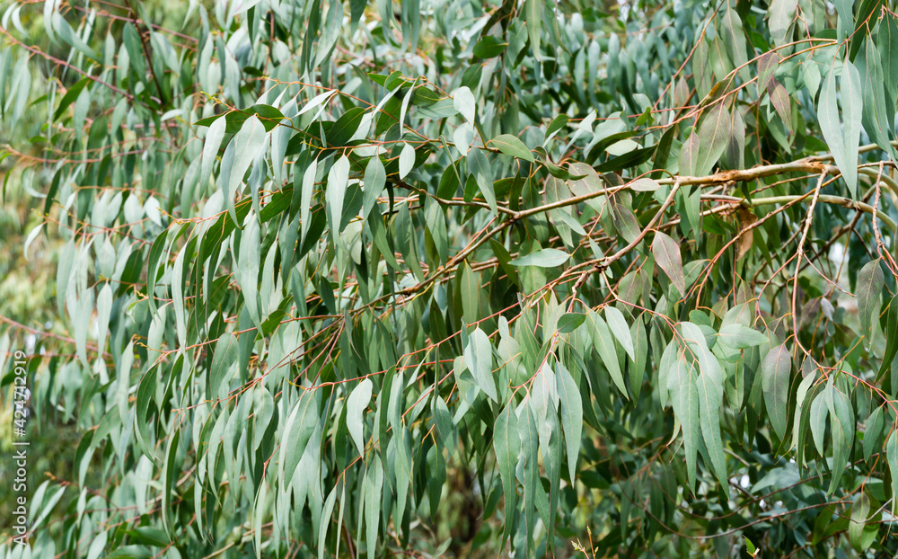Beautiful fragrant emerald evergreen leaves of Eucalyptus tree or gum ...