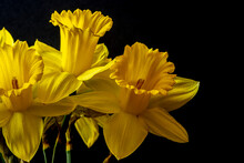 Daffodils On Black Background Free Stock Photo - Public Domain Pictures