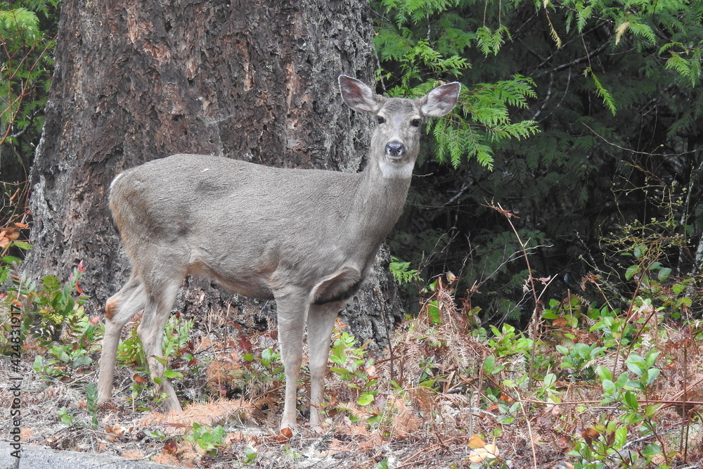 Columbian black-tailed deer doe living in the Pacific Northwest ...