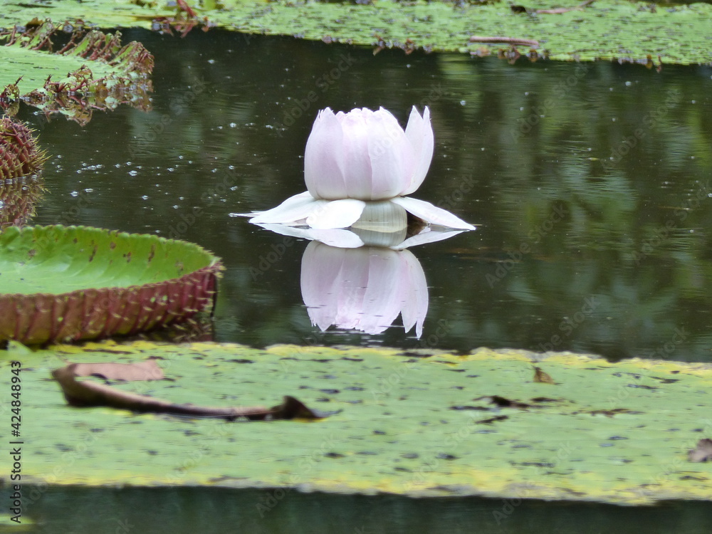 Victoria amazonica, (Nymphaeaceae family) white blossom on the first ...