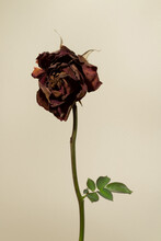 Old Fashion Red Roses Free Stock Photo - Public Domain Pictures