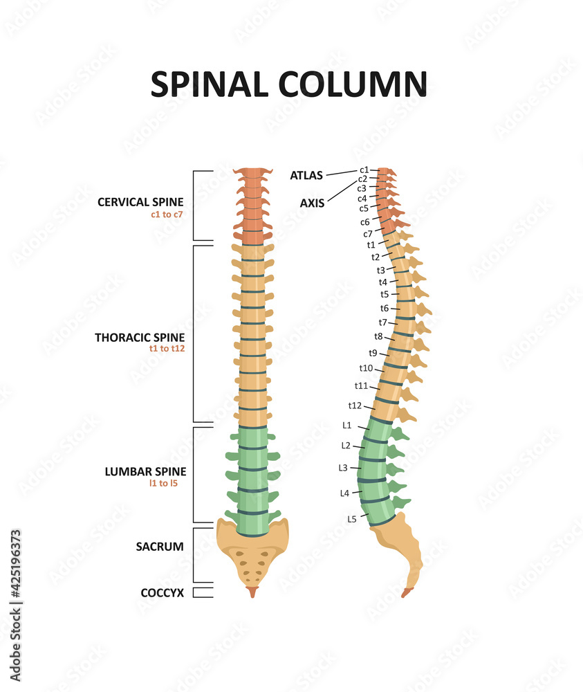 Bones of the vertebral column. All parts and anatomy of the human spine ...