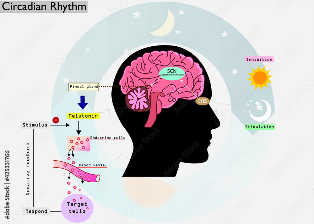 The circadian rhythms are controlled by circadian clocks or biological clock. Major hormone ...