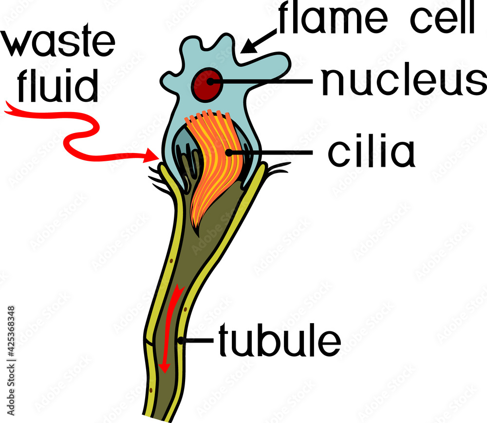 Flatworm flame cell. Structure of element of excretory system with ...