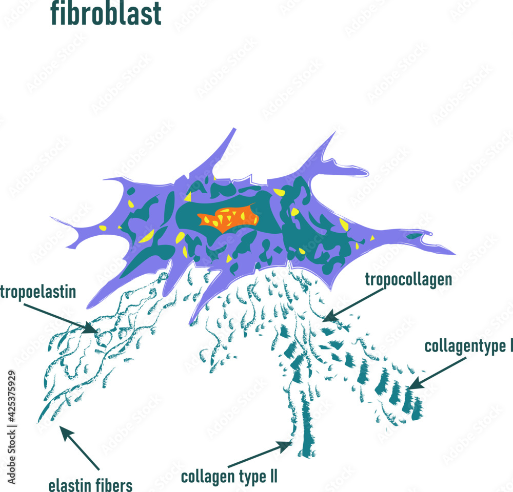Fibroblast is a dermis cell. Structure of Fibroblast cell,detailed ...