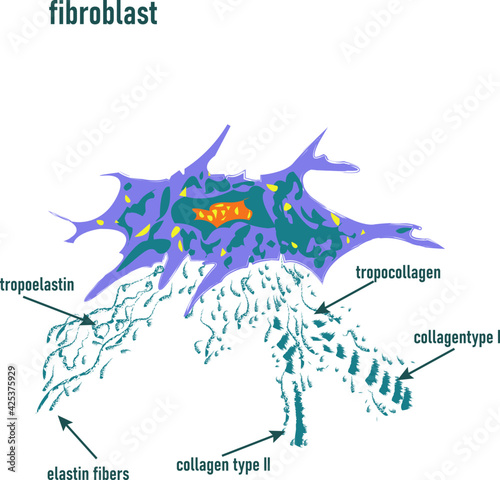 Fibroblast is a dermis cell. Structure of Fibroblast cell,detailed ...
