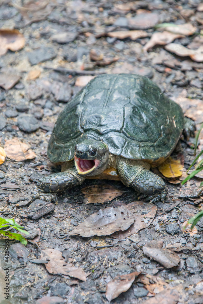 A adult male Spiny turtle (Heosemys spinosa) is covered in lots of ...
