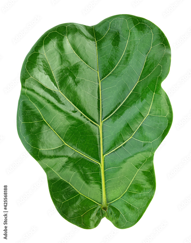 Ficus lyrate leaves on white background. Stock Photo | Adobe Stock