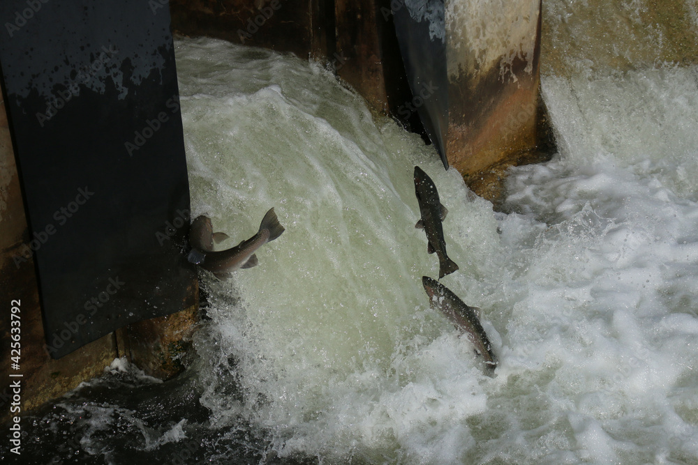 Rainbow Trout (Steelhead) fish jumping up man made fish ladder during ...