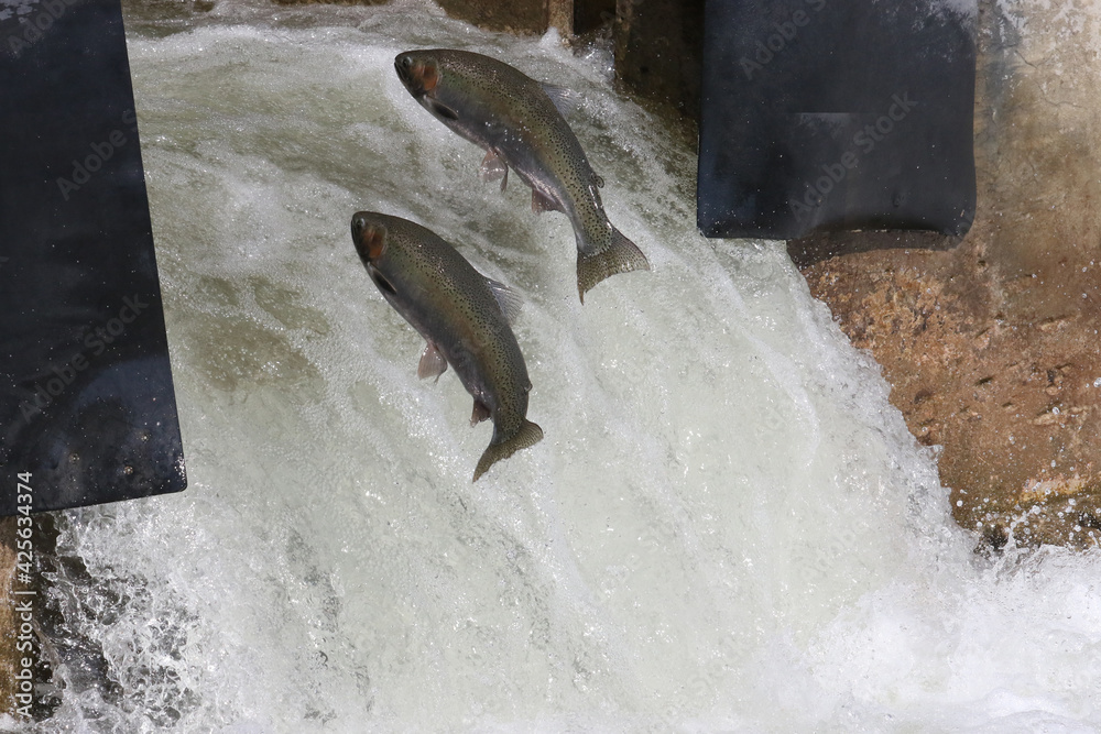 Rainbow Trout (Steelhead) fish jumping up man made fish ladder during ...