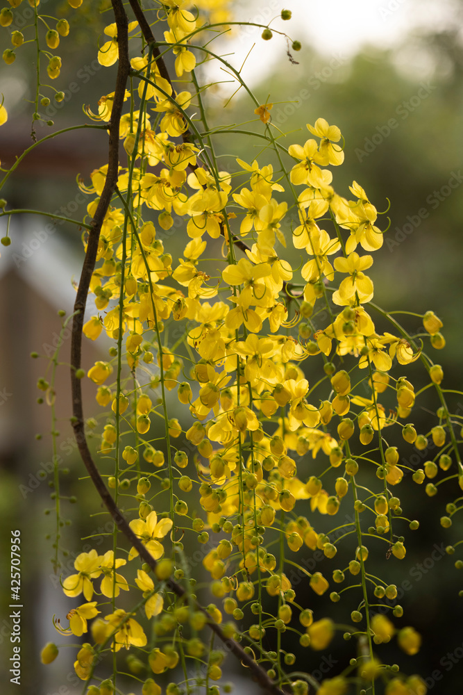 Kanikonna / Konnapoo - The Vishu Special Flower Cassia fistula, commonly known as golden shower ...
