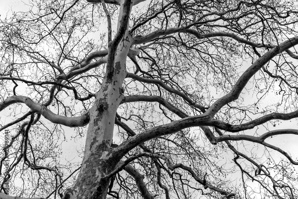 Branches of a large tree against a light sky, Dark silhouette of a ...