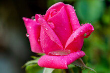 Wet Pink Rose Closeup Free Stock Photo - Public Domain Pictures
