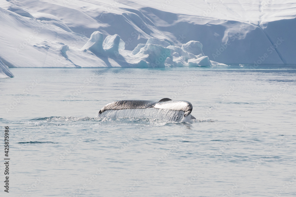 Humpback whale tail dripping water drops in arctic ocean with glaciers ...