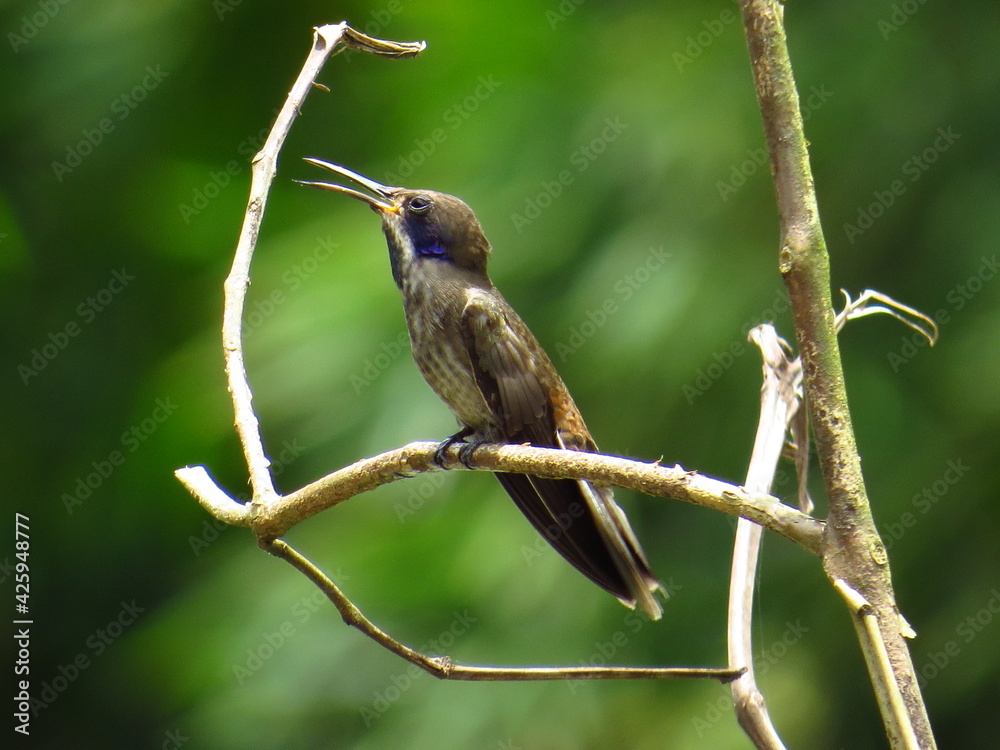 Colibrí pardo chillón, colibri delphinae, especie apodiformes, brown ...