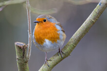 European Robin Free Stock Photo - Public Domain Pictures