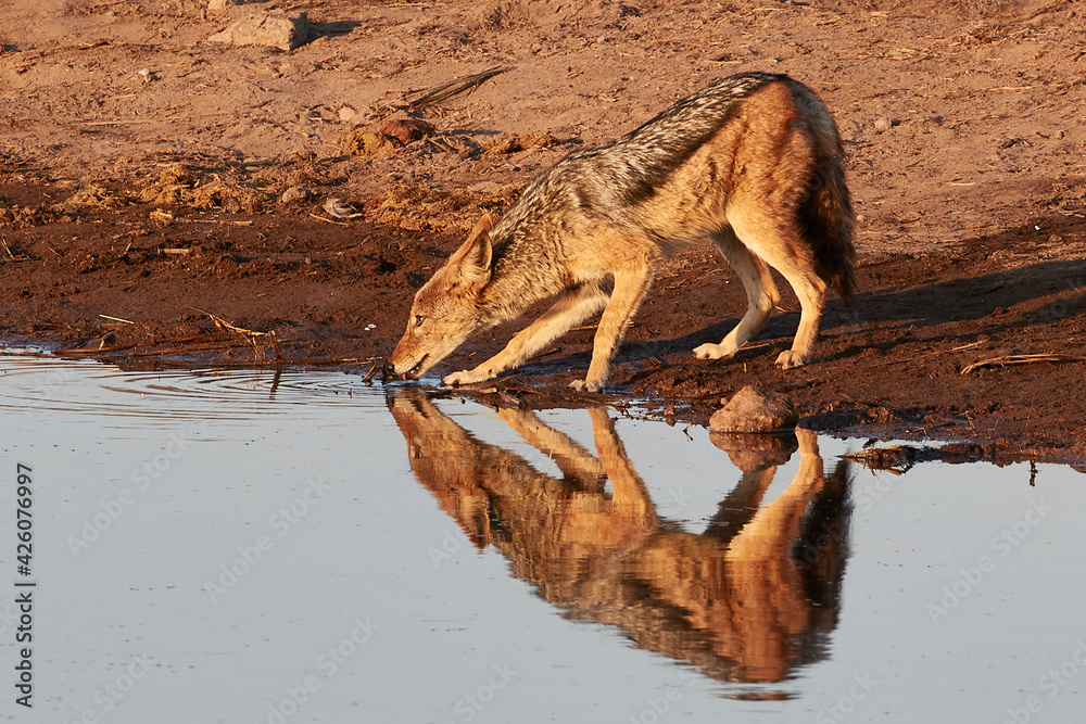 Reflection of a jackal (Canis lupaster) drinking in a waterhole at ...