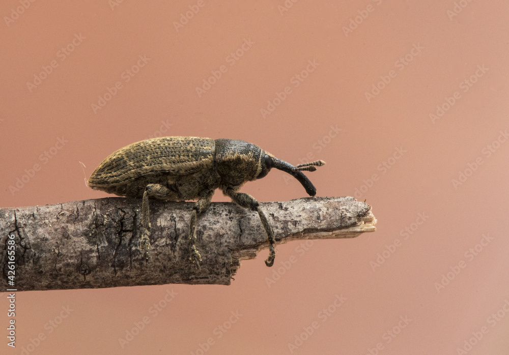 Curculionidae beetle, yellowish brown weevil with great detail you can ...
