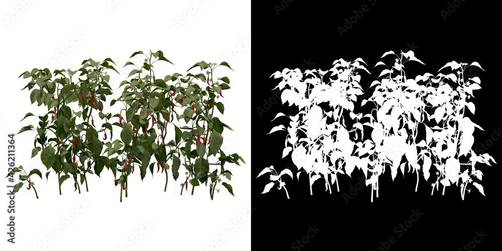 Front view of plant (Capsicum Annuum) png with alpha channel to cutout ...