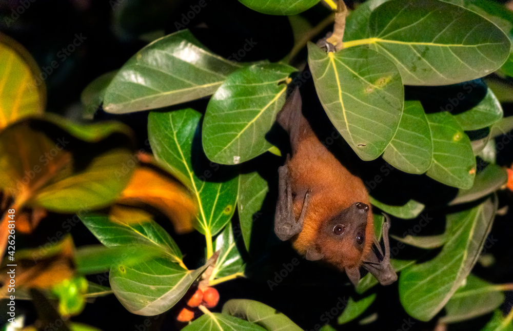 Pteropus is a genus of megabats which are among the largest bats in the ...