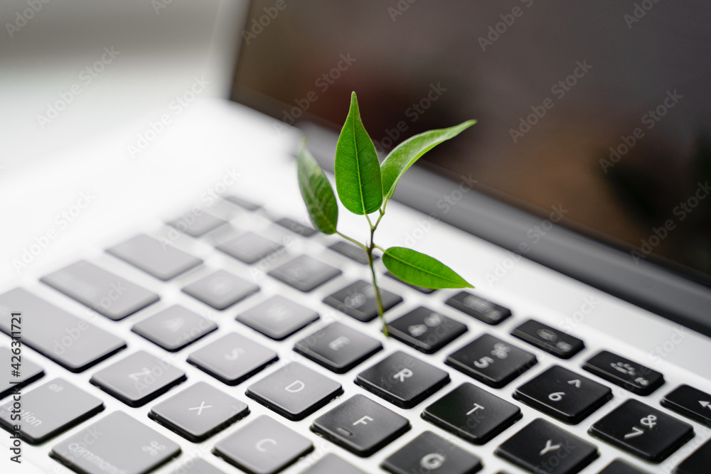 Laptop keyboard with plant growing on it. Green IT computing concept ...
