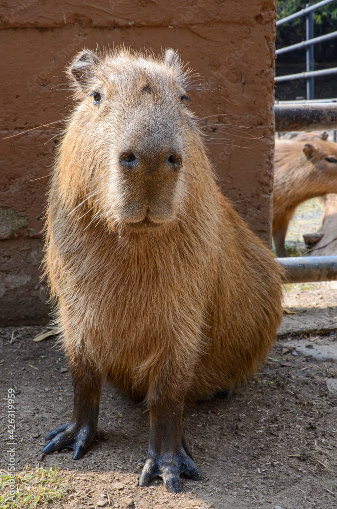 A capybara sitting in a zoo for conservation. Capybaras are hunted for ...