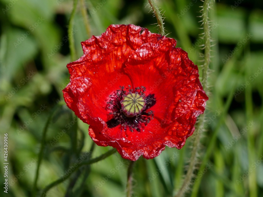 Fleur de coquelicot ouverte et commençant à se faner au bord d'un ...