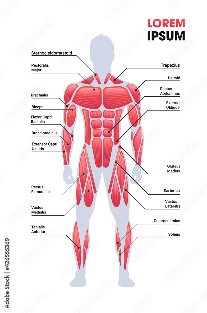 male muscular system board human body structure muscle map full length ...