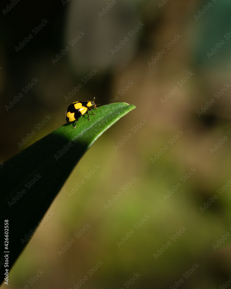 Shiny Yellow ladybug with black spots on its back crawling up the leaf ...