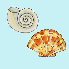 Tip Of Conch Shell Free Stock Photo - Public Domain Pictures