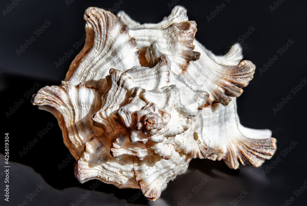 Sea clam shell texture and pattern. Design element for interior design ...