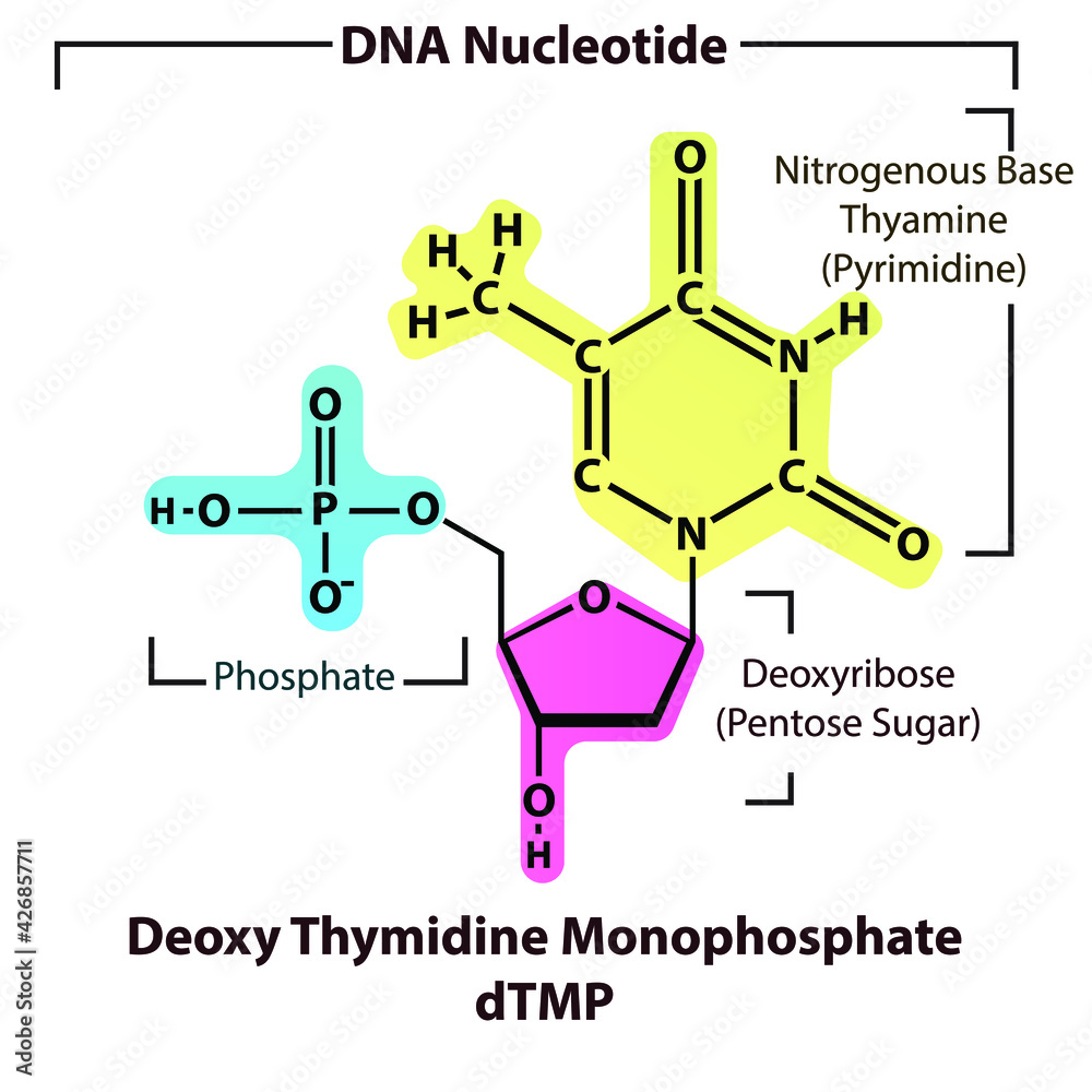 Deoxy Thymidine Monophosphate dTMP Nucleotide strcuture, building block ...