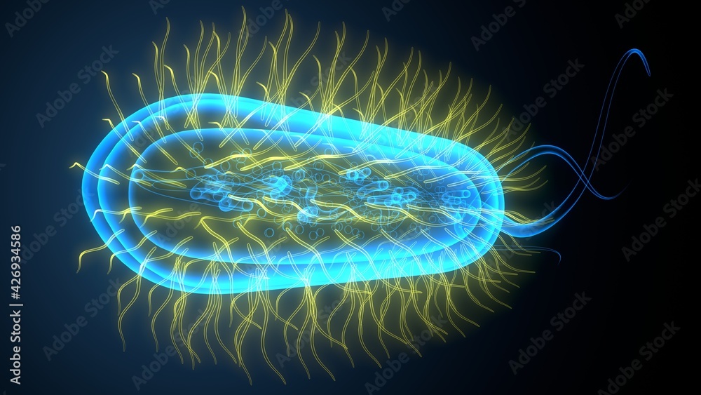3D illustration of E coli Bacteria Shapes Anatomy. Stock Illustration ...