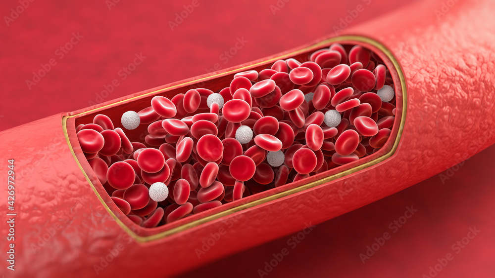 Red blood cells and White blood cells leukocytes inside an artery, vein ...