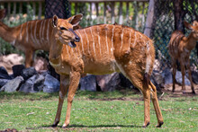 Nyala Free Stock Photo - Public Domain Pictures