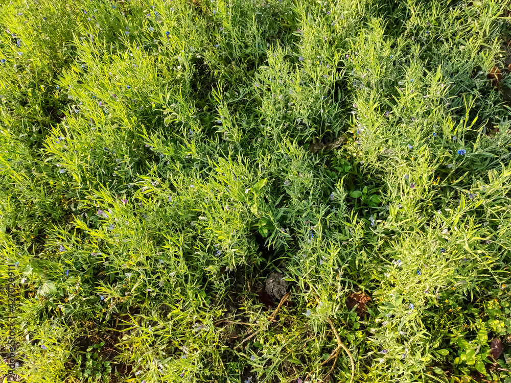 Lathyrus sativus, also known as grass pea, chickling pea, Indian pea ...
