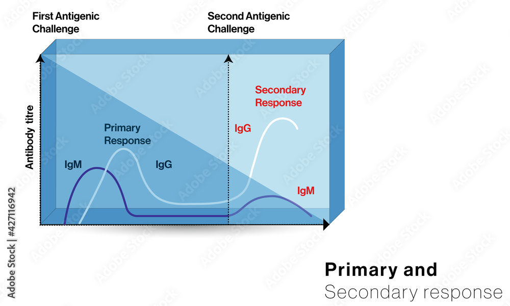 Illustration of Graph of primary and secondary immune response. Stock Vector | Adobe Stock